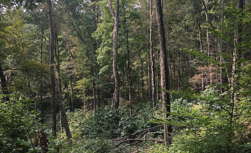 International Research in Baker Preserve – The Athens Conservancy